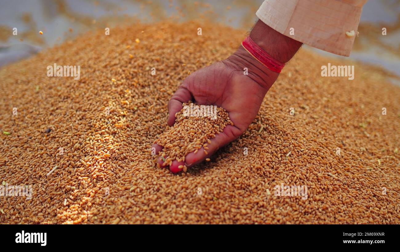 Grains de blé dans une main après une bonne récolte de fermier réussi ...