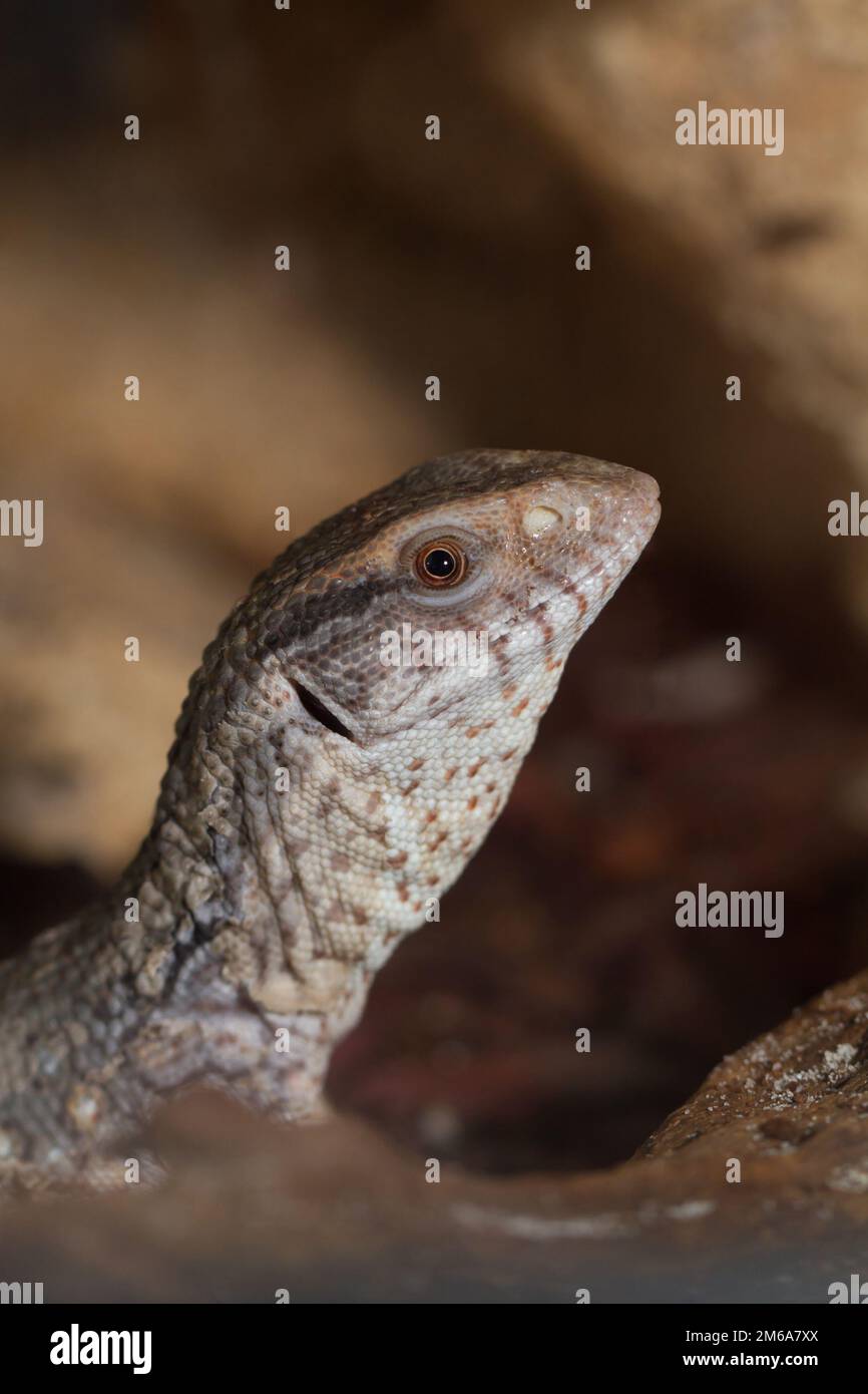 Savannah monitor lizards Banque de photographies et d’images à haute ...