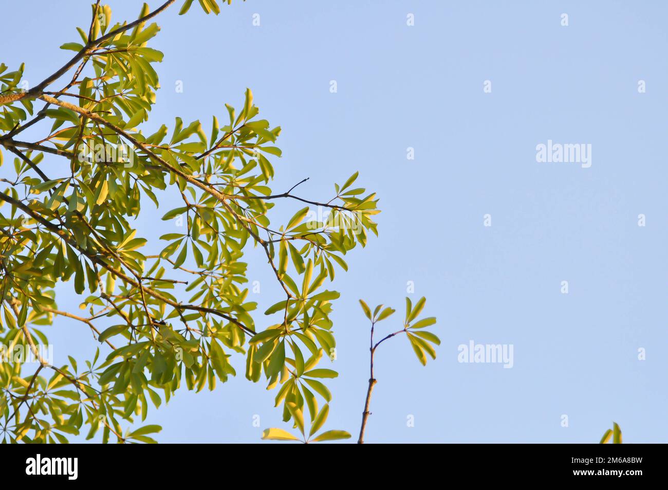 Arbre, Alstonia scholaris ou APOCYNACEAE ou Devi Tree ou White ...