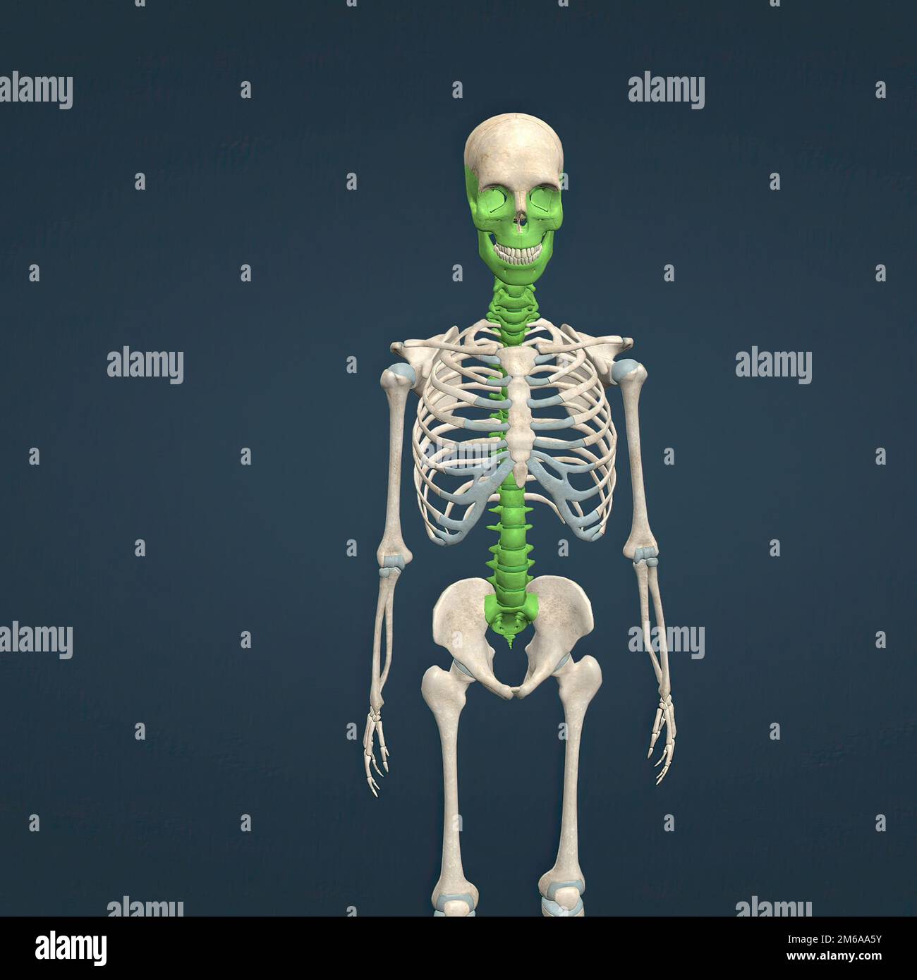 Squelette du visage, du cou et de la moelle épinière humain 3D ...