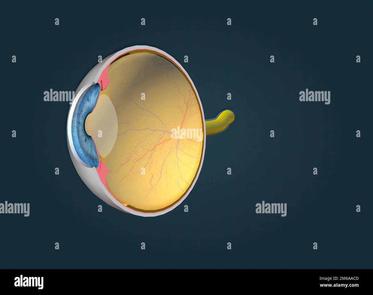 Structure de l'œil humain et anatomie de la vision 3D illustration ...