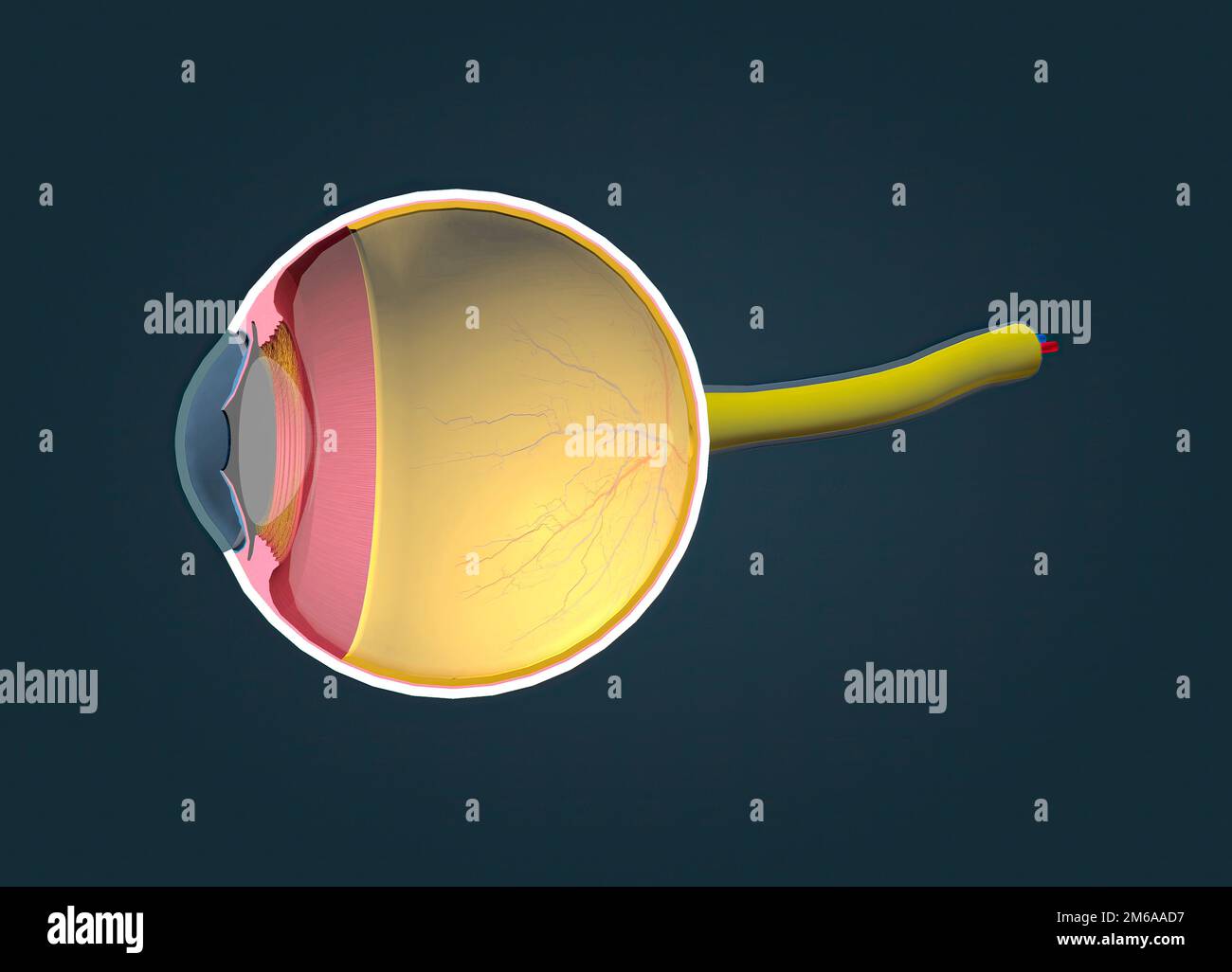 Structure de l'œil humain et anatomie de la vision 3D illustration ...