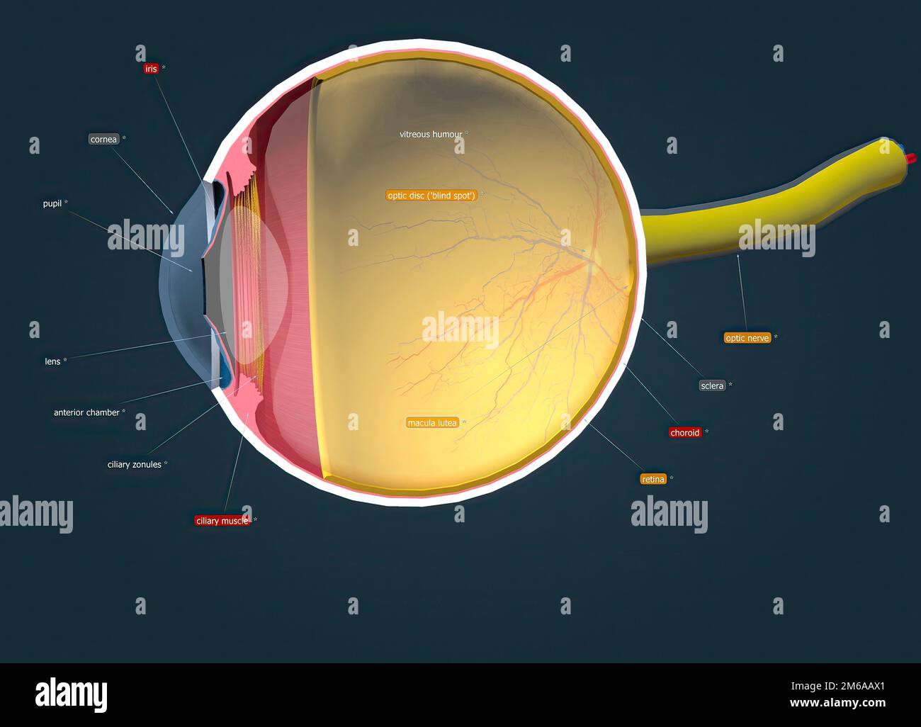 Structure de l'œil humain et anatomie de la vision 3D illustration ...