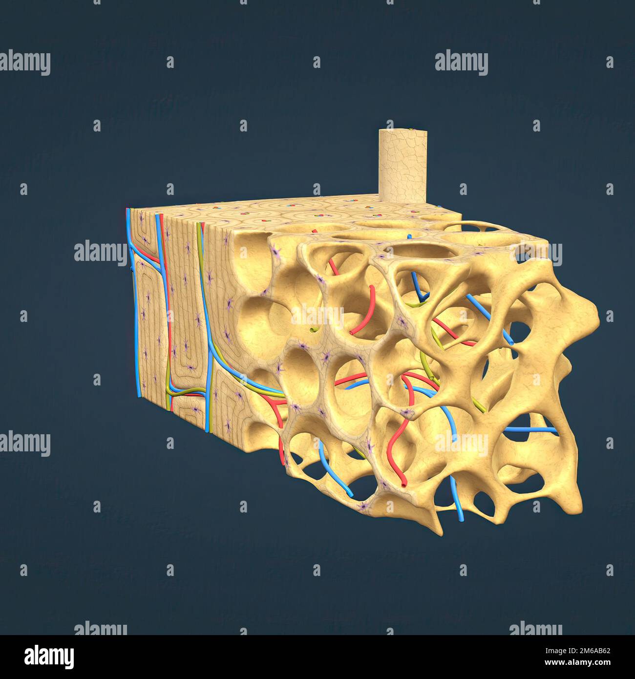 illustration de l'anatomie de la vue microscopique des os longs 3d ...