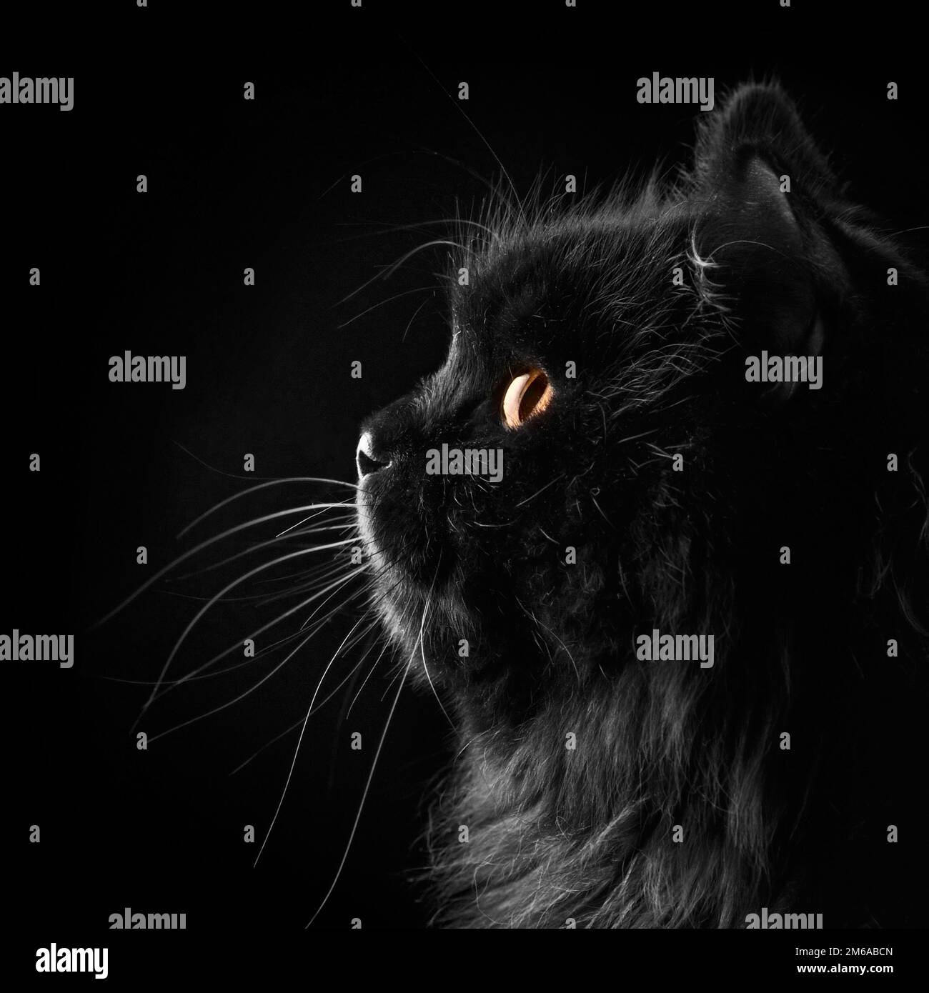 Black persian cat Banque de photographies et d’images à haute ...