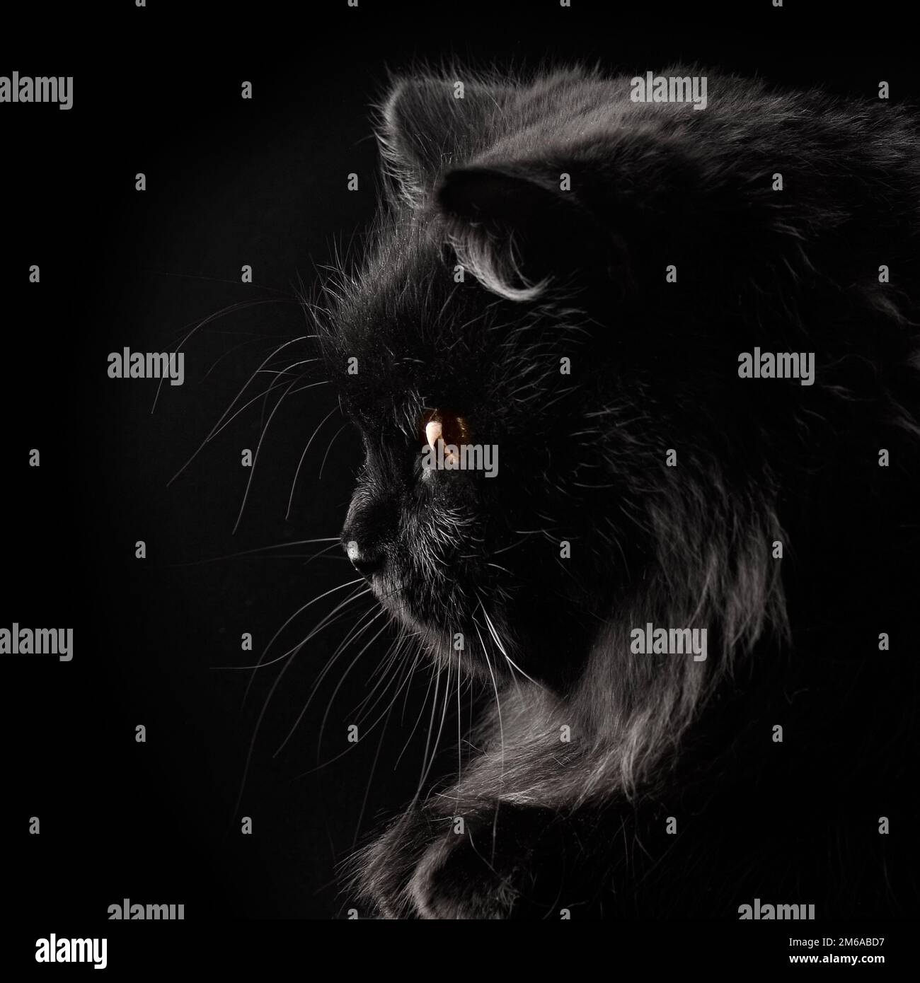 Persan noir Banque de photographies et d’images à haute résolution - Alamy