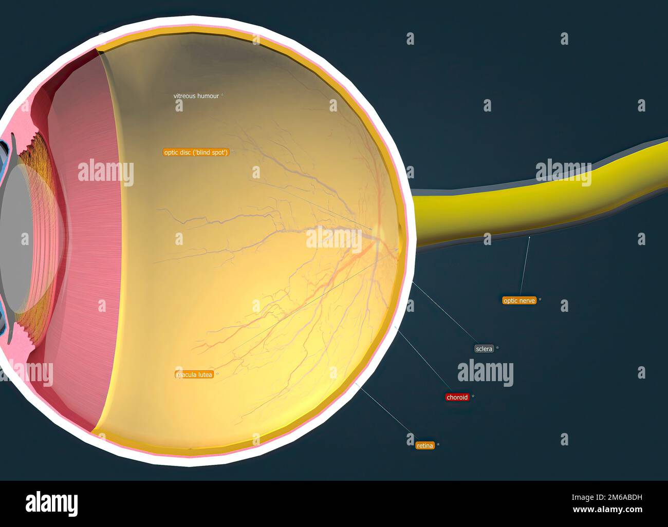 Structure de l'œil humain et anatomie de la vision 3D illustration ...