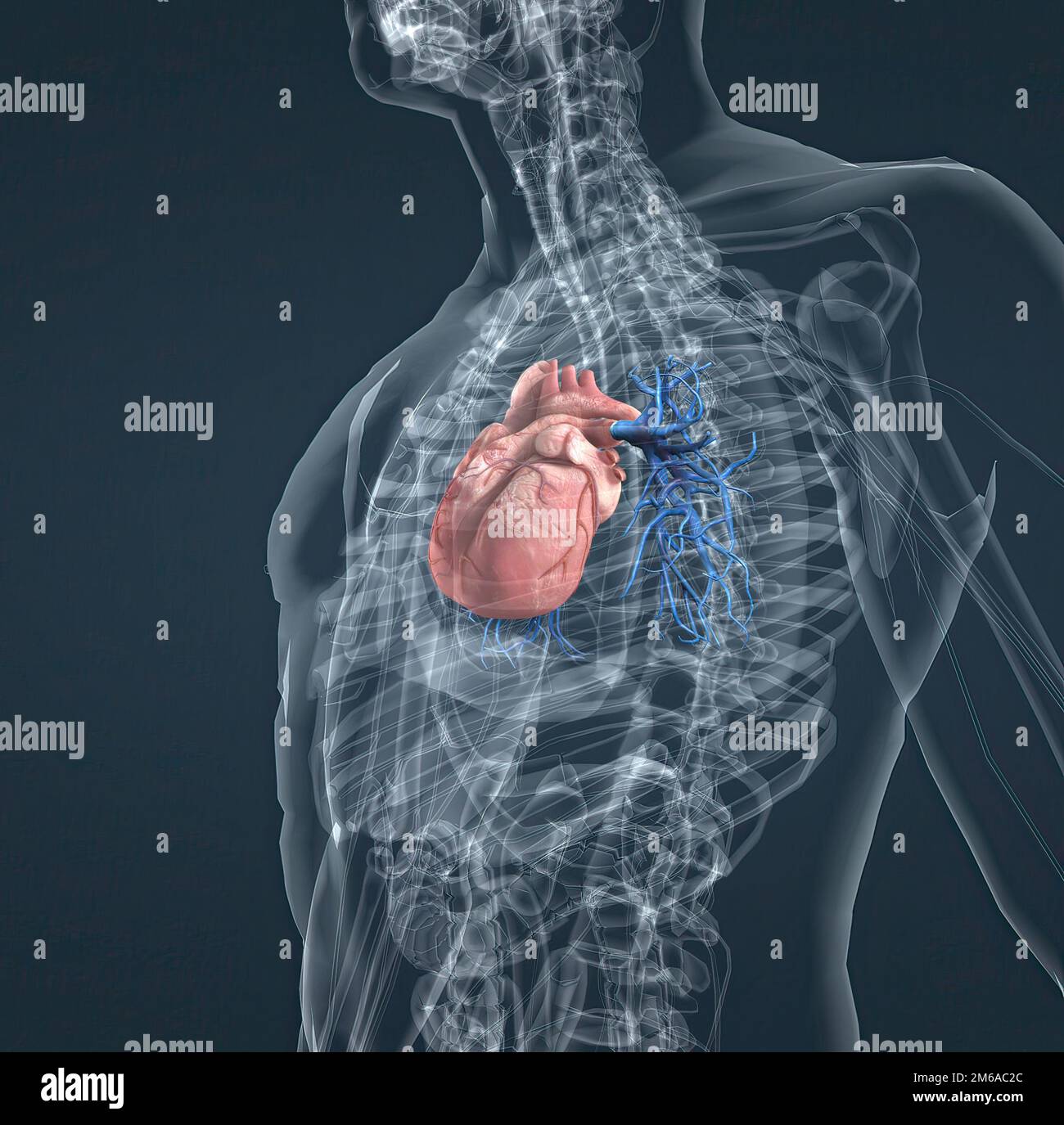 Les vaisseaux sanguins de la circulation pulmonaire sont les artères ...