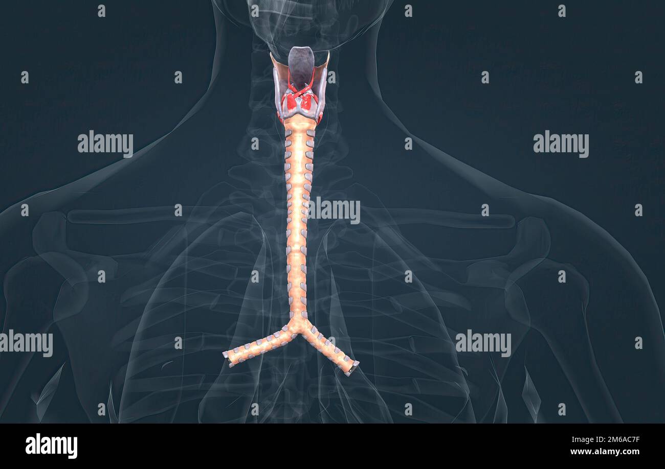 La trachée est le long tube qui relie votre larynx à votre illustration ...