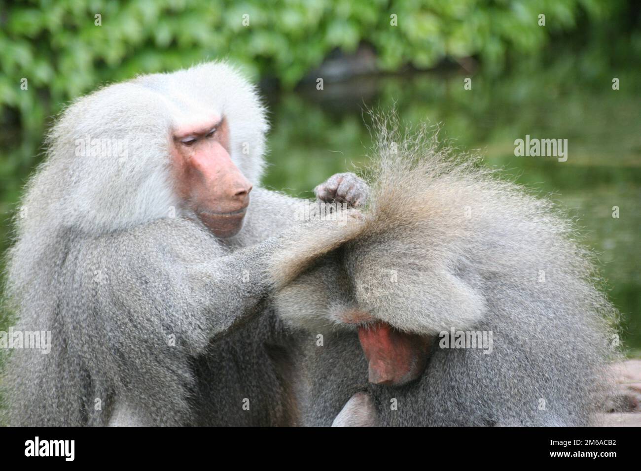Doigts de singes Banque de photographies et d’images à haute résolution ...