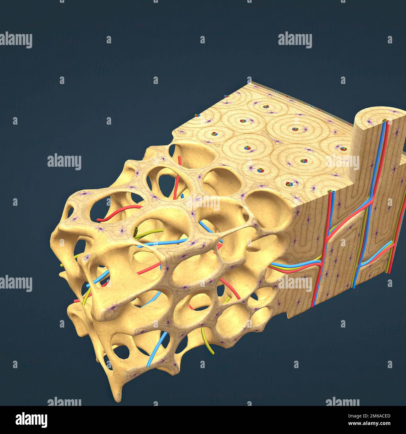 illustration de l'anatomie de la vue microscopique des os longs 3d ...