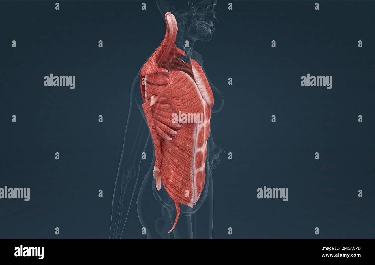 Muscles mimétiques Banque de photographies et d’images à haute ...
