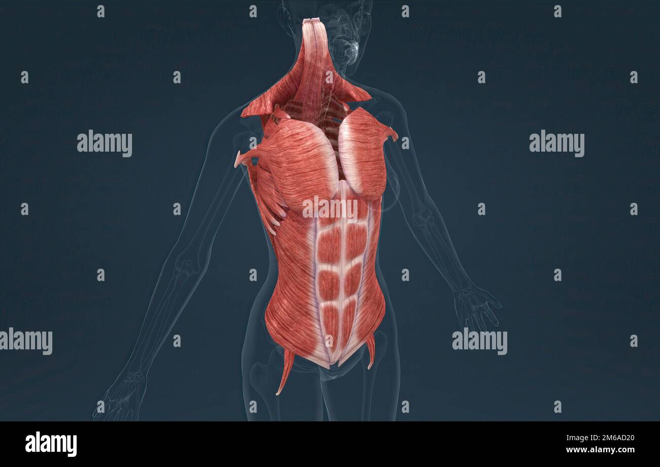 Les muscles du tronc comprennent ceux qui déplacent la colonne ...
