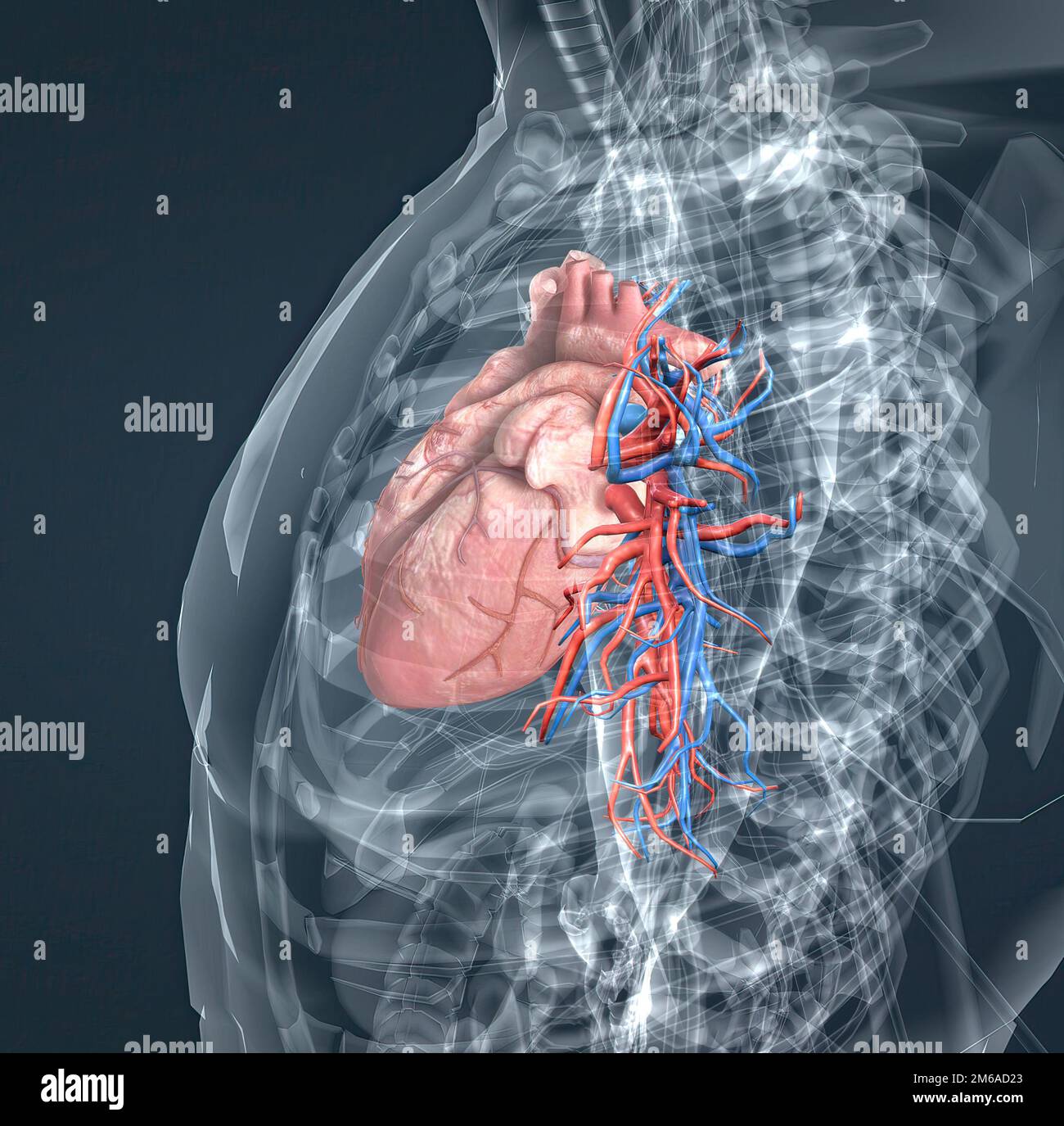 Les vaisseaux sanguins de la circulation pulmonaire sont les artères ...