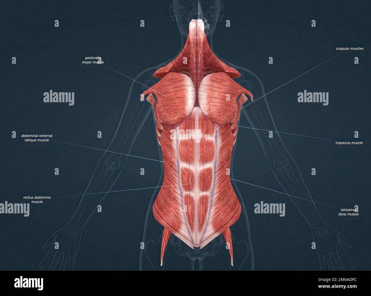 Les muscles du tronc comprennent ceux qui déplacent la colonne ...