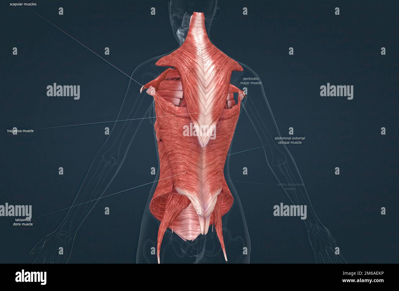 Les muscles du tronc comprennent ceux qui déplacent la colonne ...