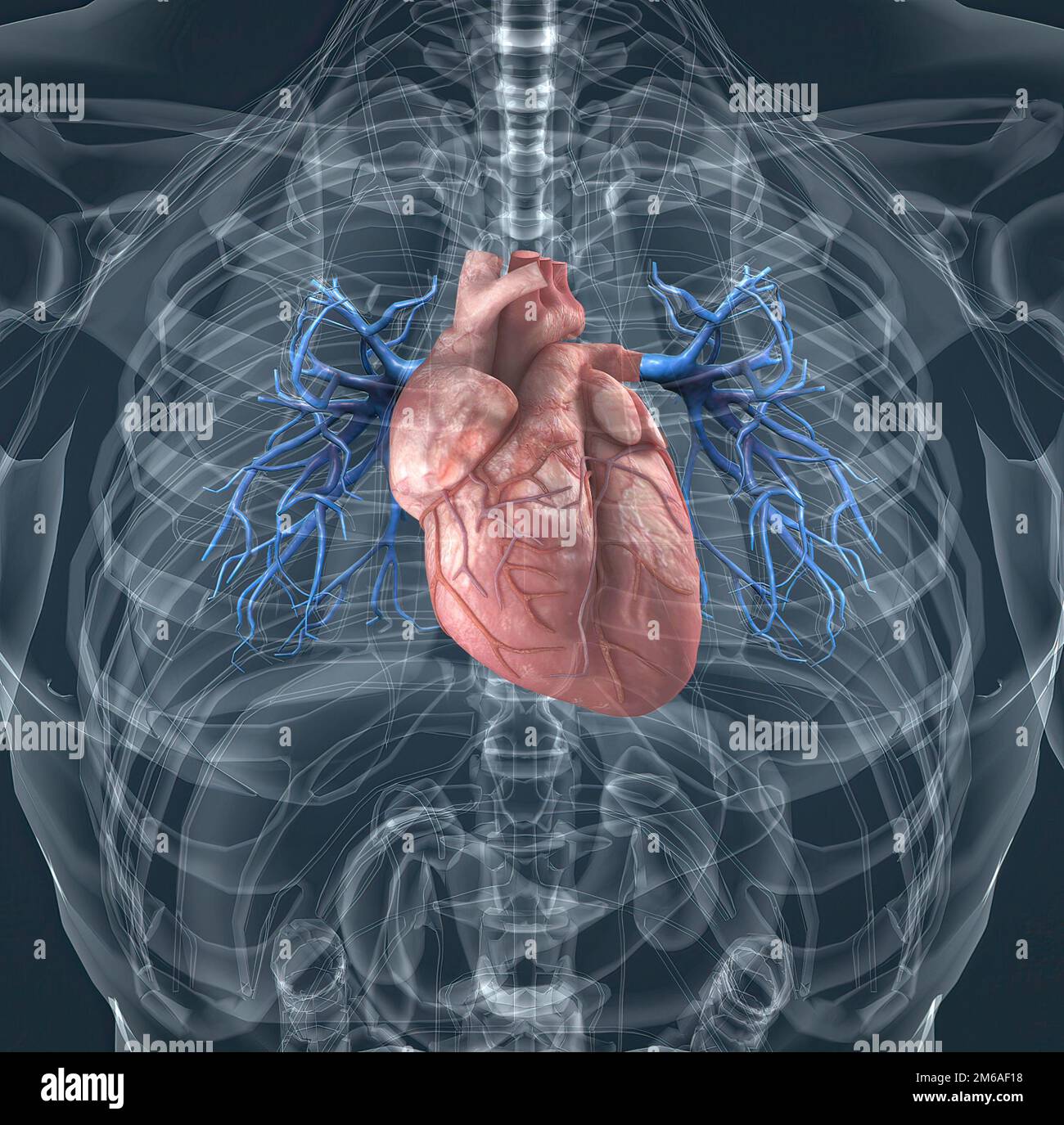 Les vaisseaux sanguins de la circulation pulmonaire sont les artères ...