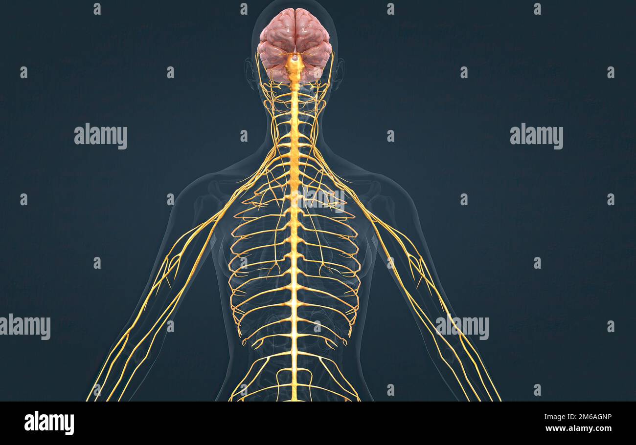 Columna vertebral y sistema nervioso Banque de photographies et d ...