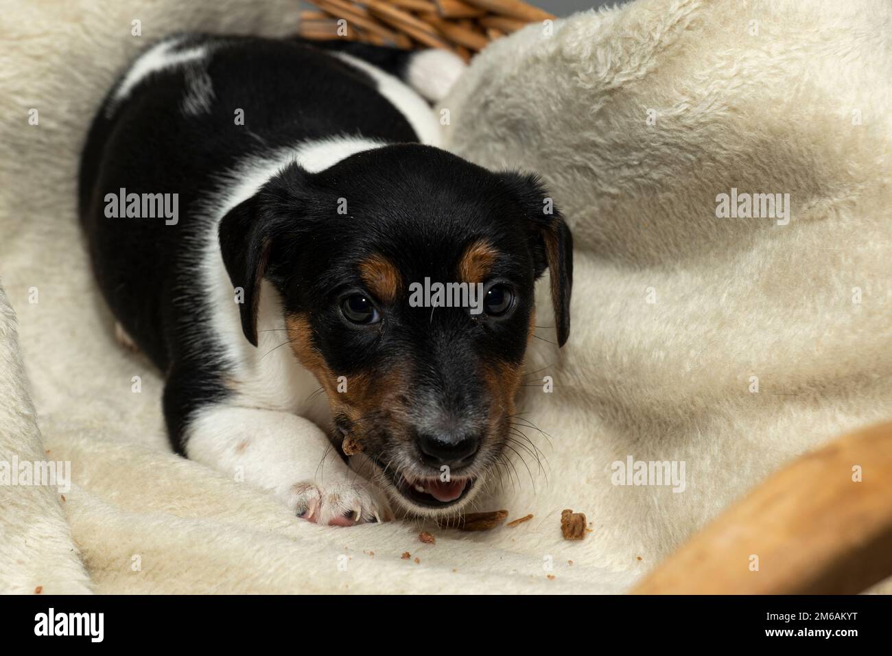 Jack russell animal noir et blanc Banque de photographies et d’images à haute résolution - Alamy