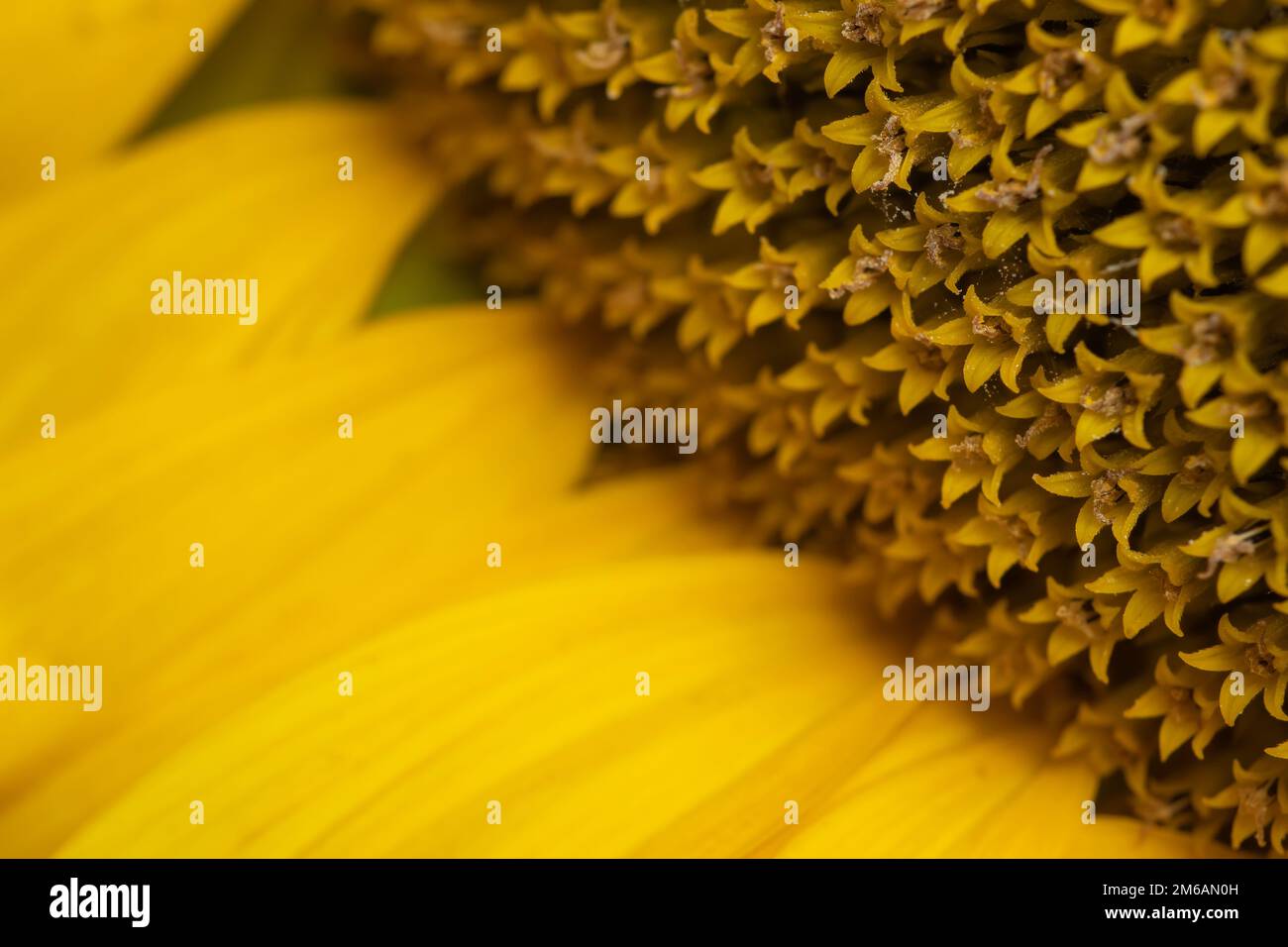 Noyau de la fleur, texture. Gros plan sur le tournesol. Graines et ...