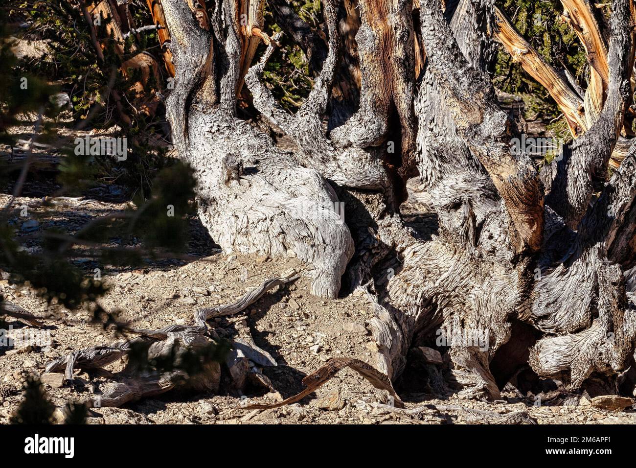 Tronc d'arbre gnarisé, structures, grand bassin de pierlecone pin ...