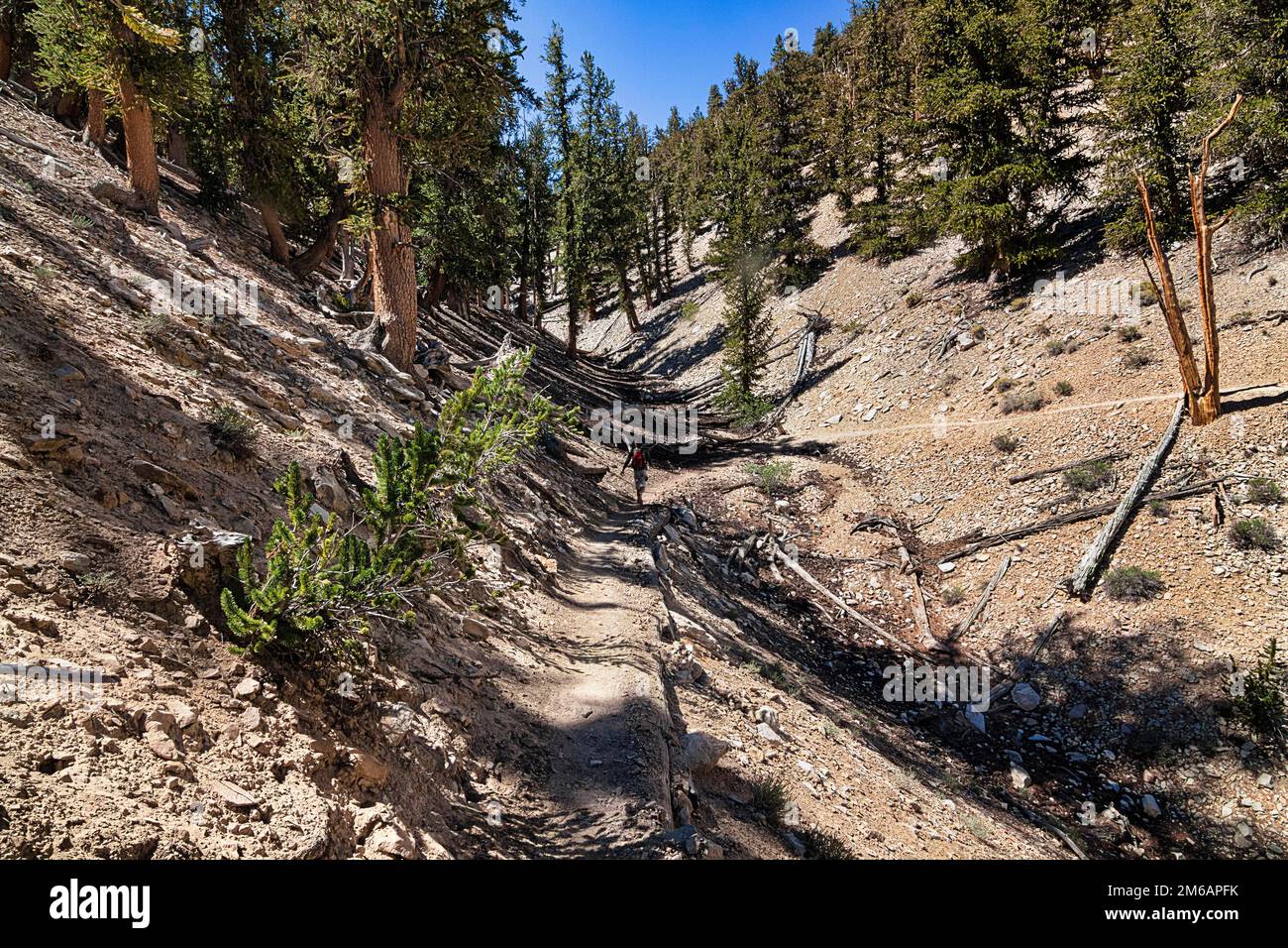 Sentier de randonnée à travers la zone protégée Forêt ancienne de ...