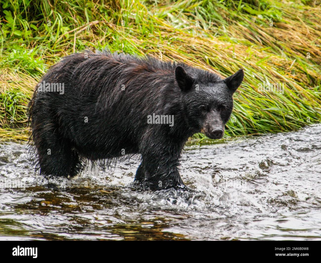 Ours alaska Banque de photographies et d’images à haute résolution - Alamy