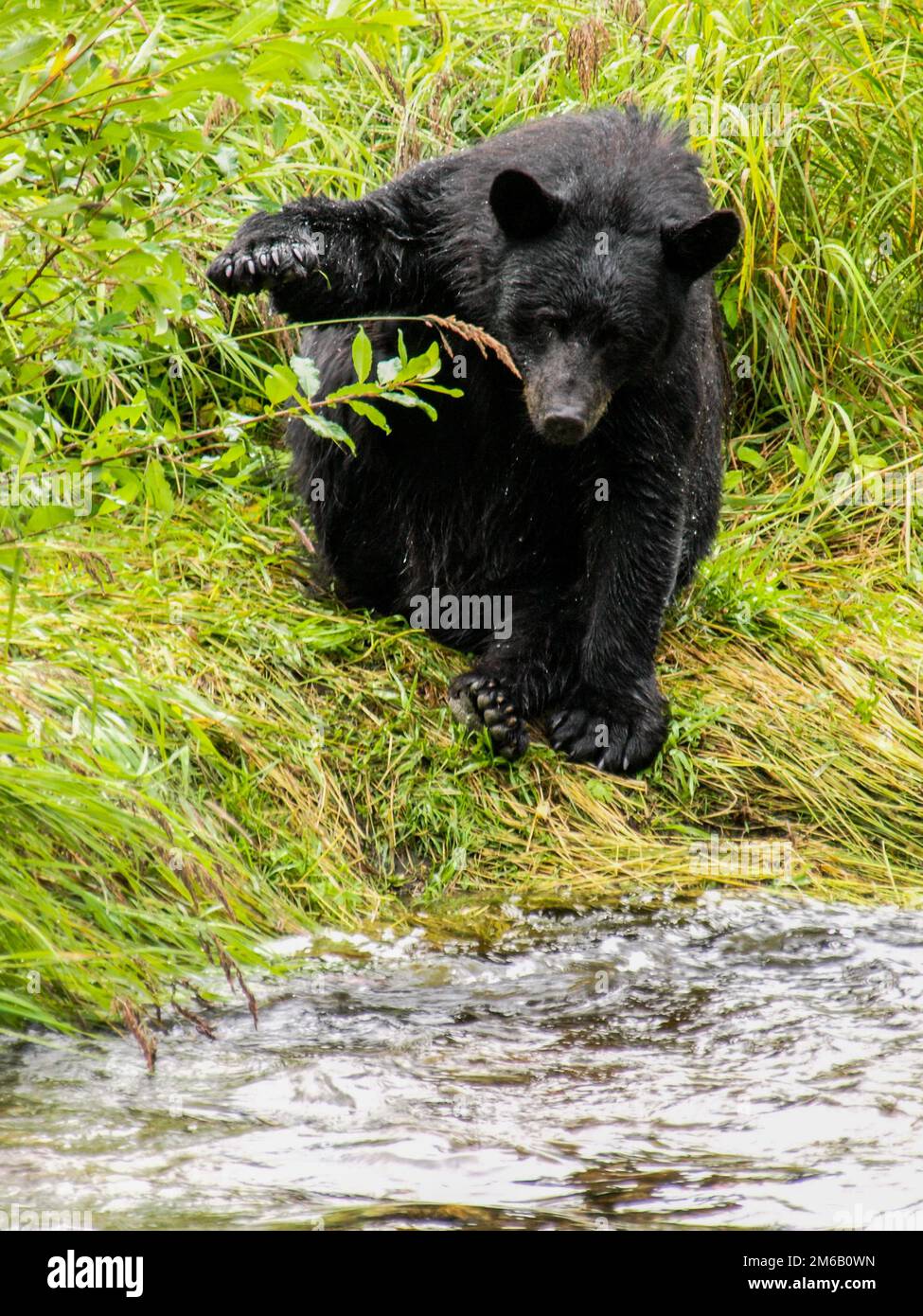Ours alaska Banque de photographies et d’images à haute résolution - Alamy