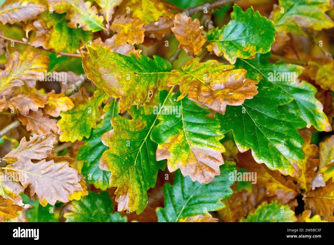 Chêne sessile ou de mât (quercus petraea), peut-être anglais ou chêne ...