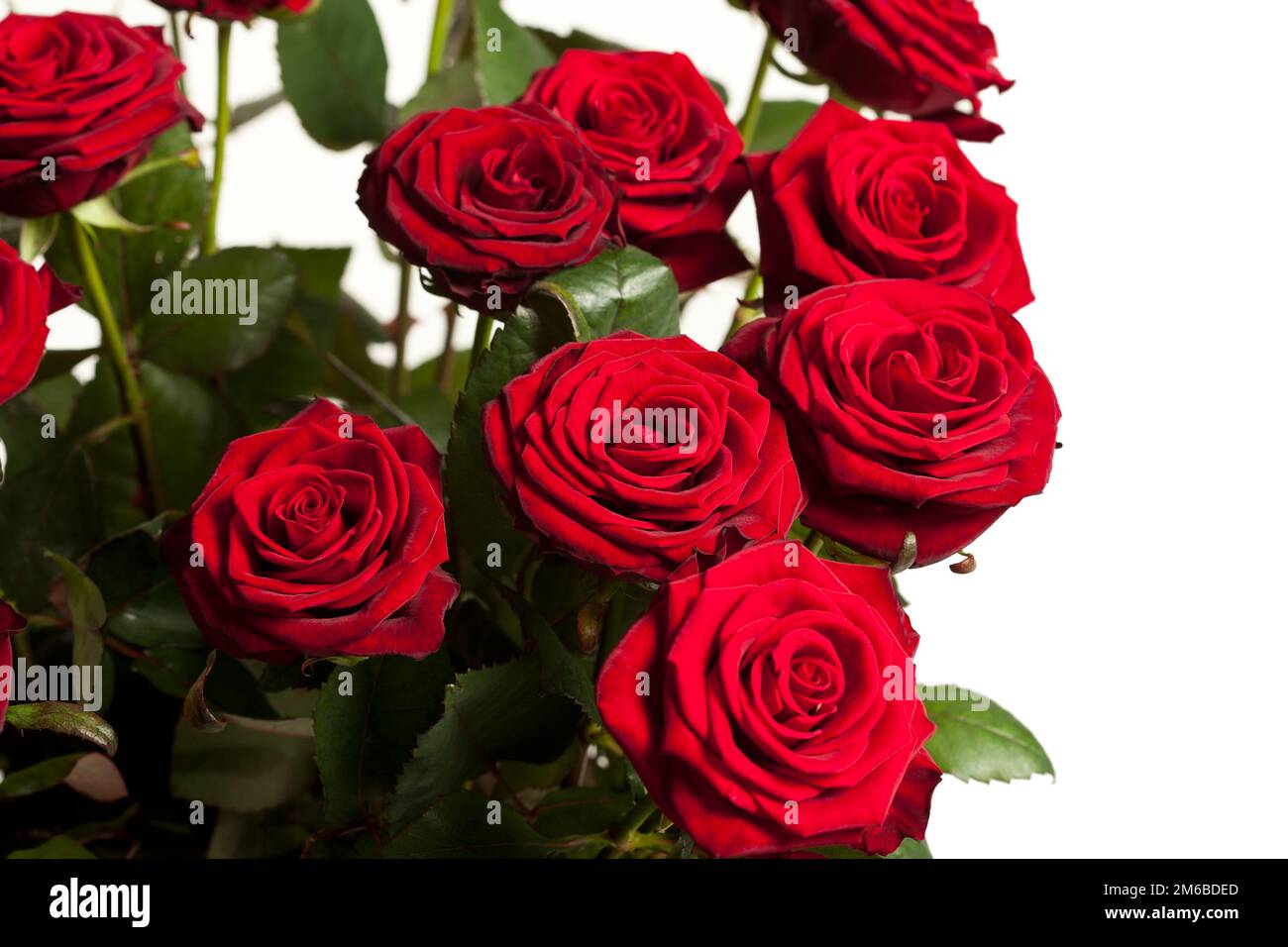 Roses rouges sur fond noir Banque de photographies et d’images à haute ...