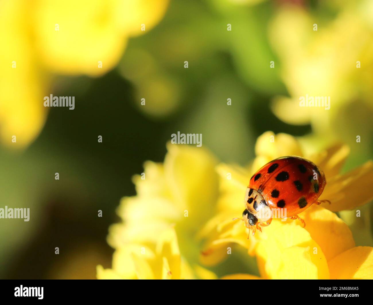Lady bird macro Banque de photographies et d’images à haute résolution ...