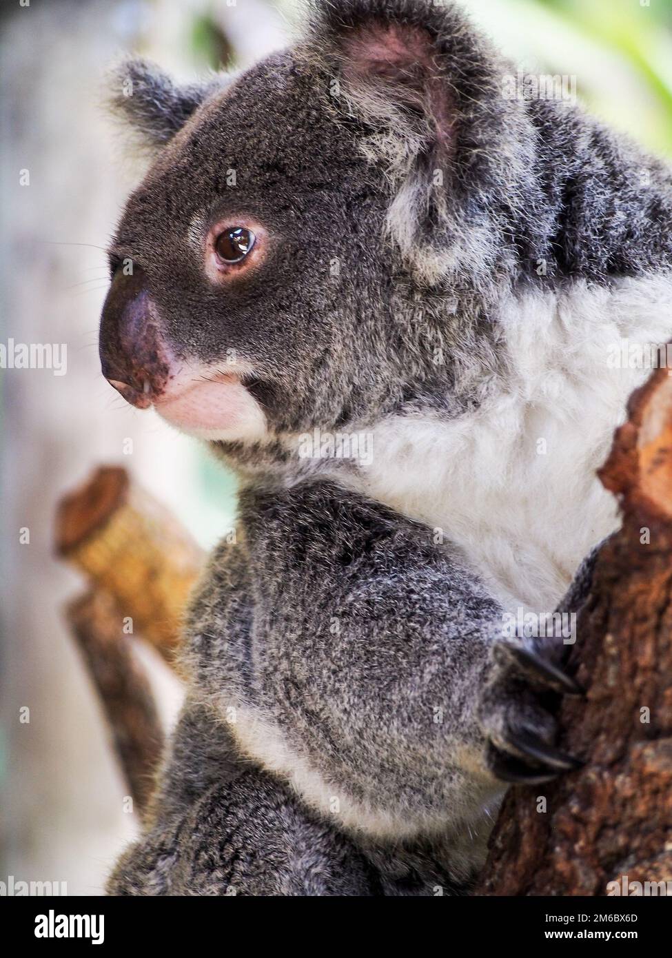 Tree profile Banque de photographies et d’images à haute résolution - Alamy