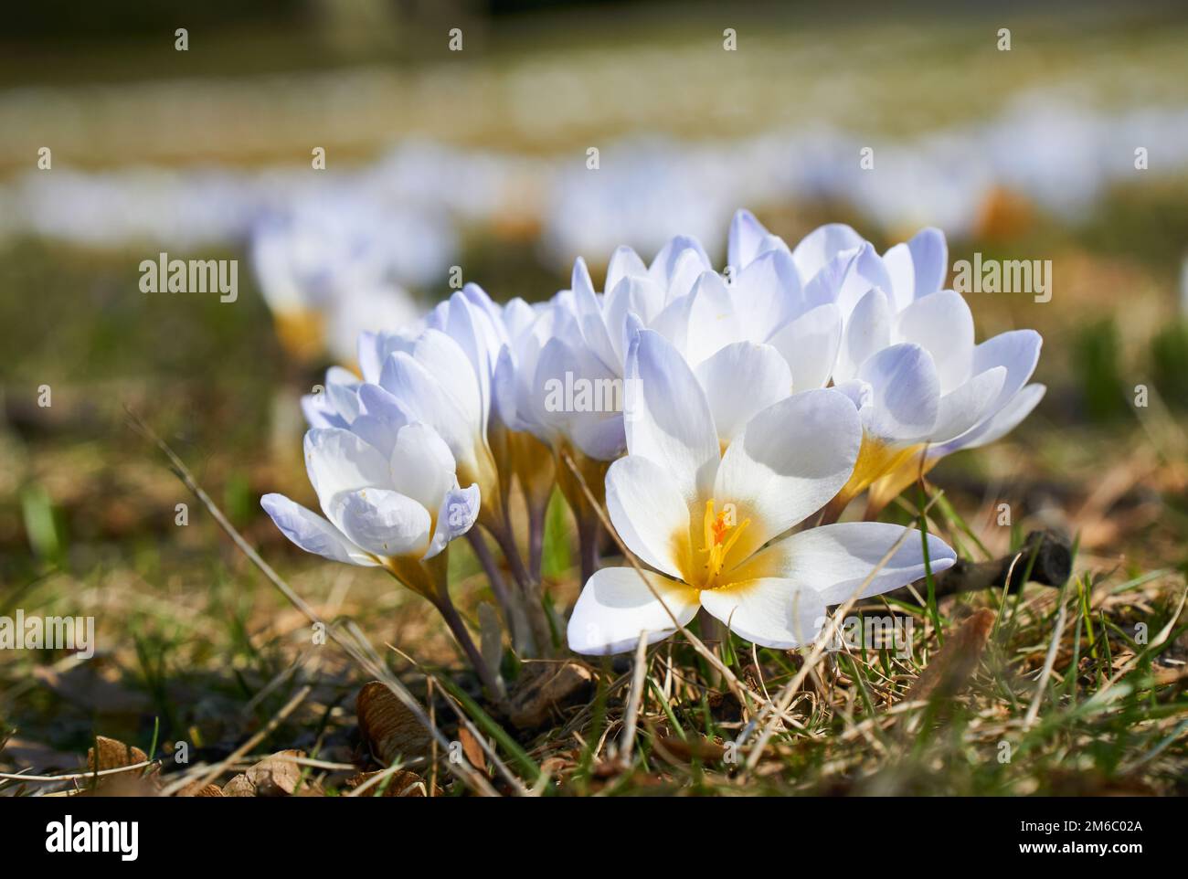 Fleurs de fleurs sauvages blanches Banque de photographies et d’images ...