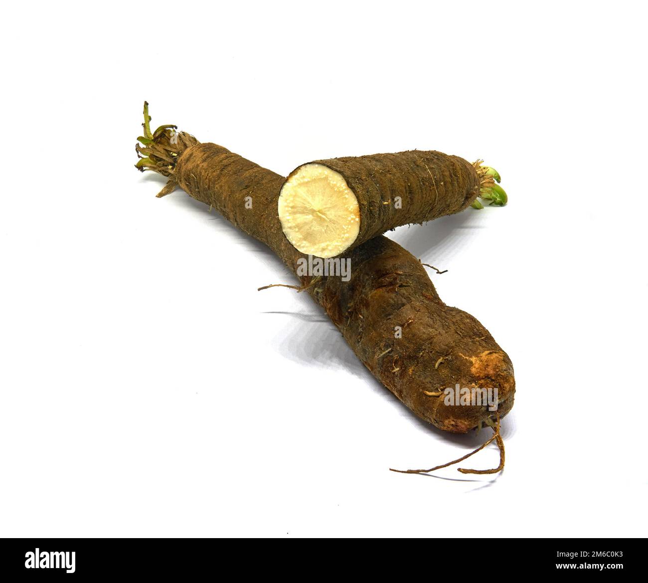 Spanish salsify Banque de photographies et d’images à haute résolution ...