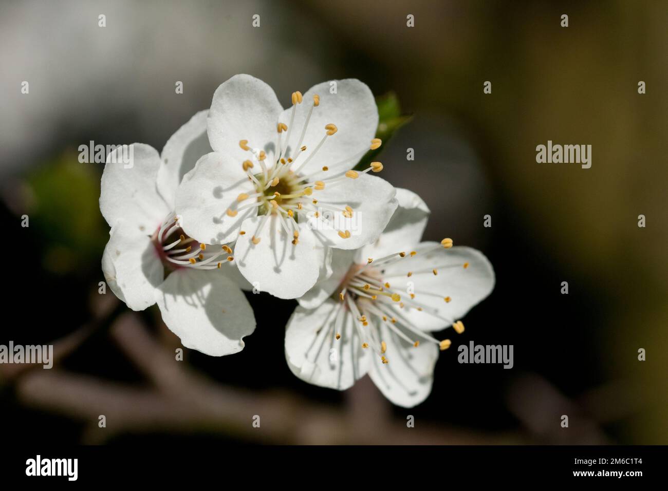 Prune sauvage Banque de photographies et d’images à haute résolution ...