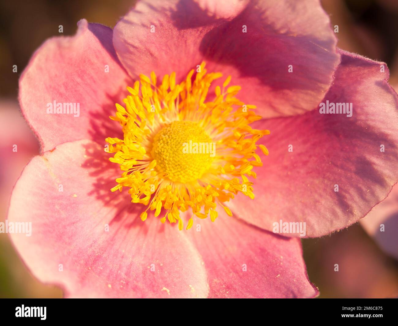 Fleur de rose sauvage en gros plan Banque de photographies et d’images ...