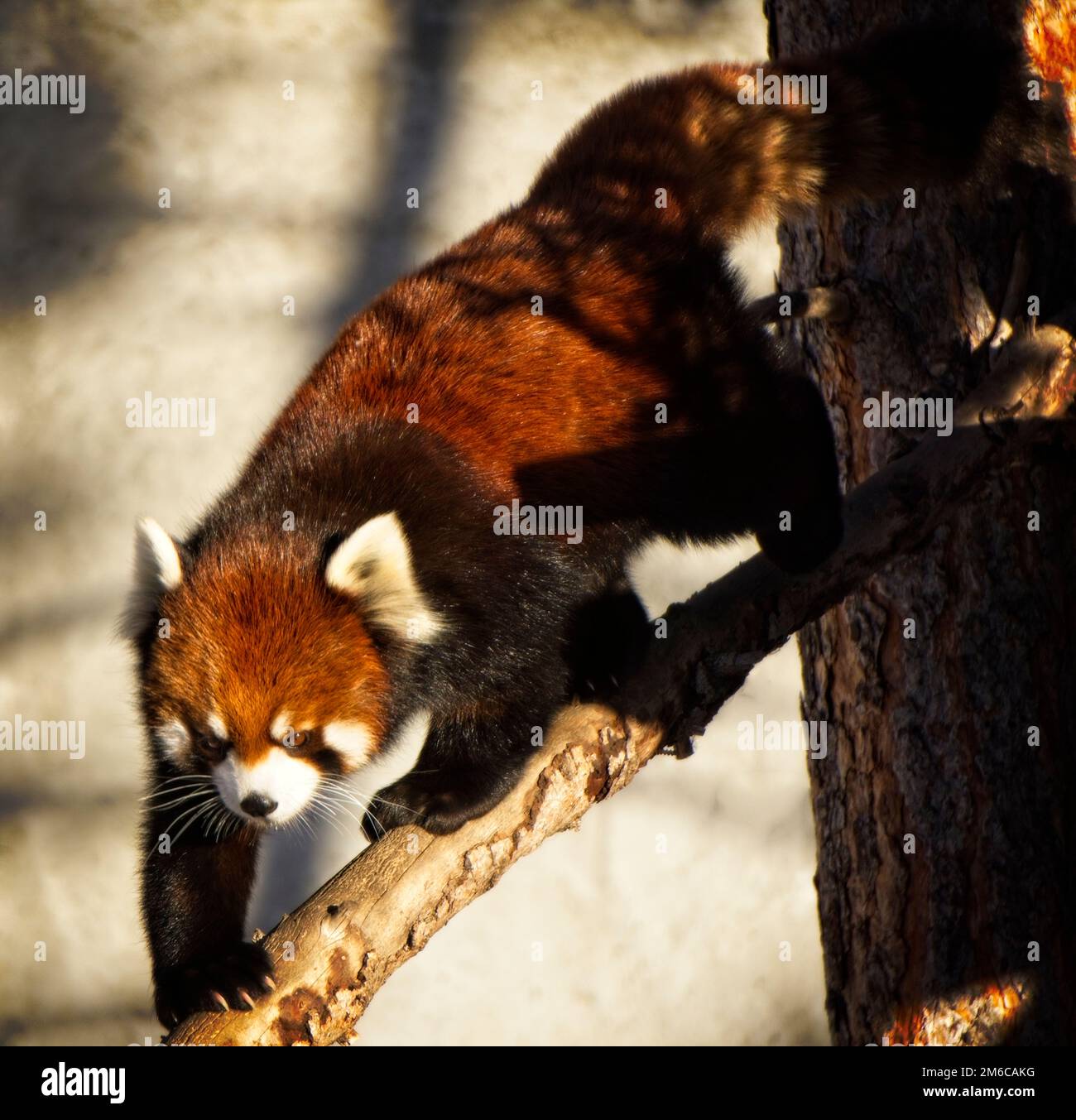 Panda rouge escalade arbre zoo Banque de photographies et d’images à ...