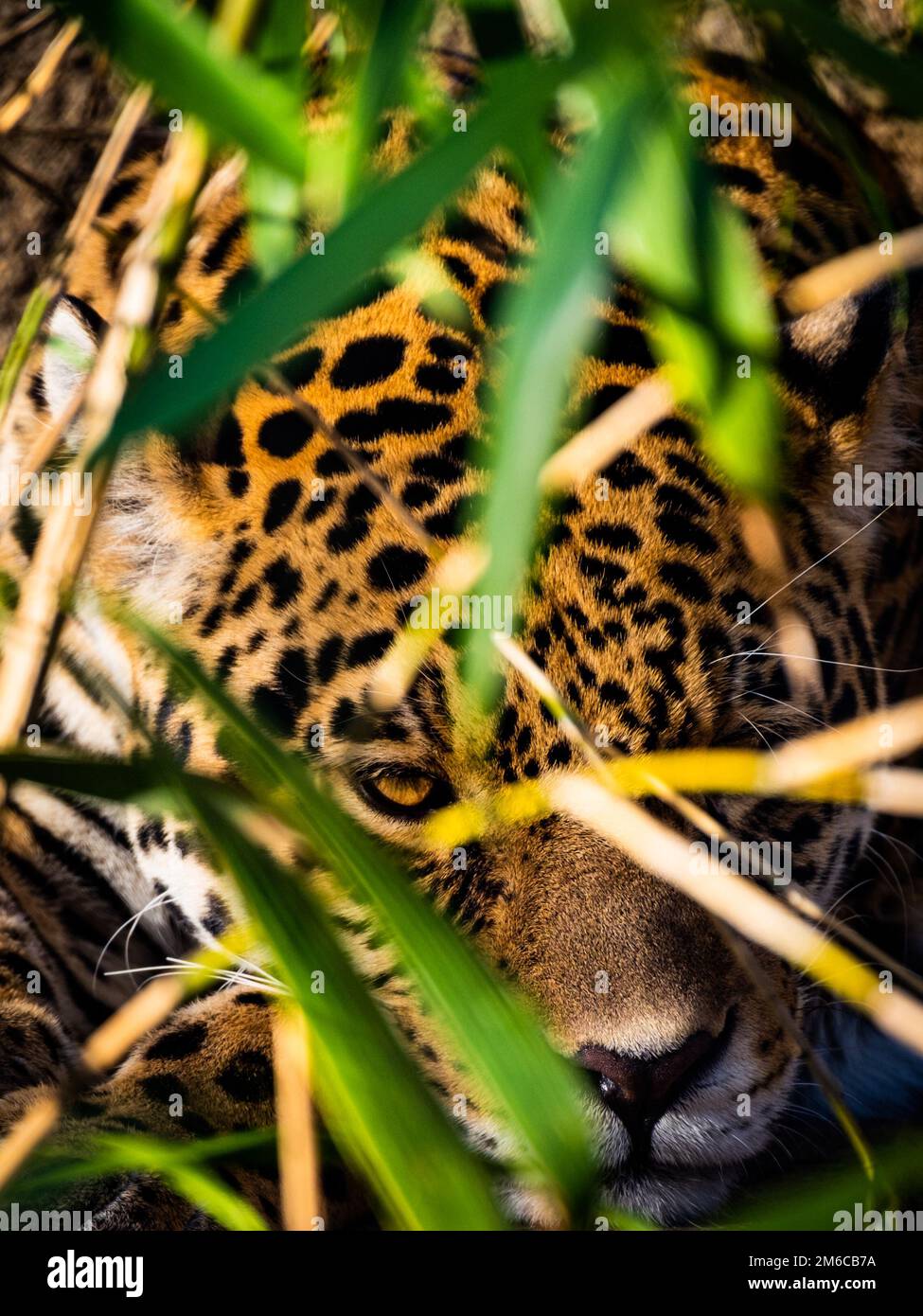 Oeil du jaguar Banque de photographies et d’images à haute résolution ... Oeil du jaguar Banque de photographies et d’images à haute résolution ...