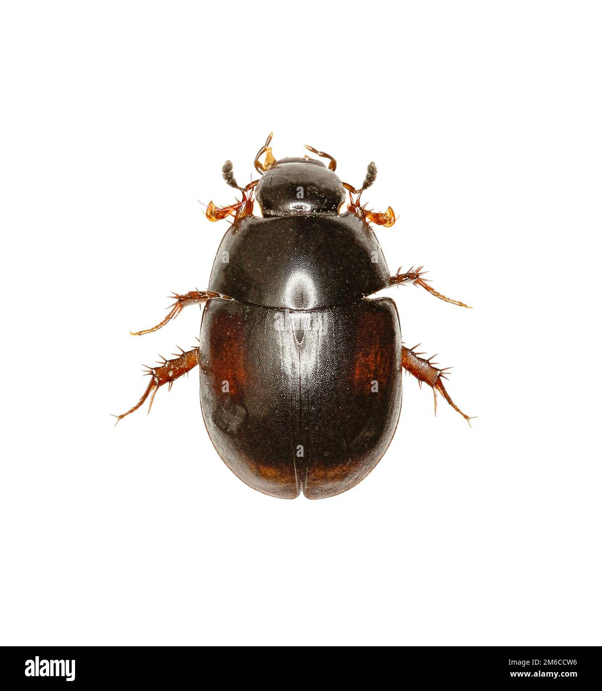 Sphaeridium sp Banque de photographies et d’images à haute résolution ...