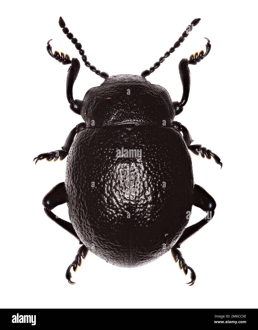 1873 animalia Banque de photographies et d’images à haute résolution ...