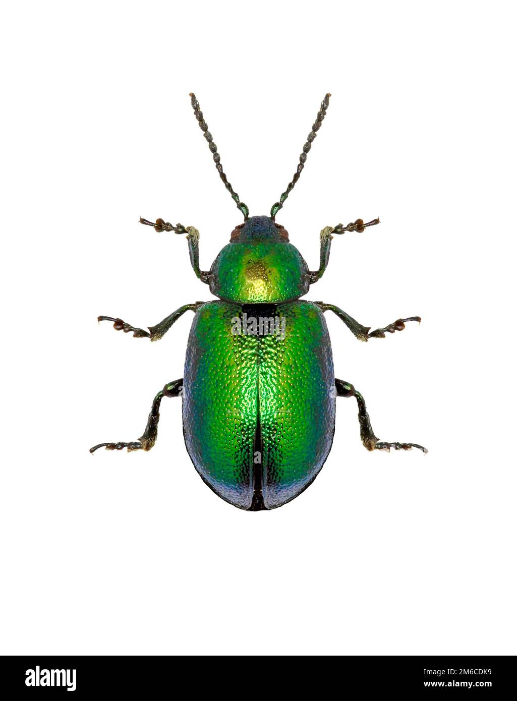 Green dock beetle Banque de photographies et d’images à haute ...