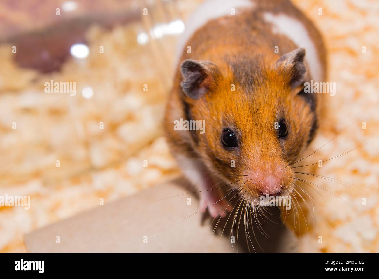 Petit hamster Banque de photographies et d’images à haute résolution ...
