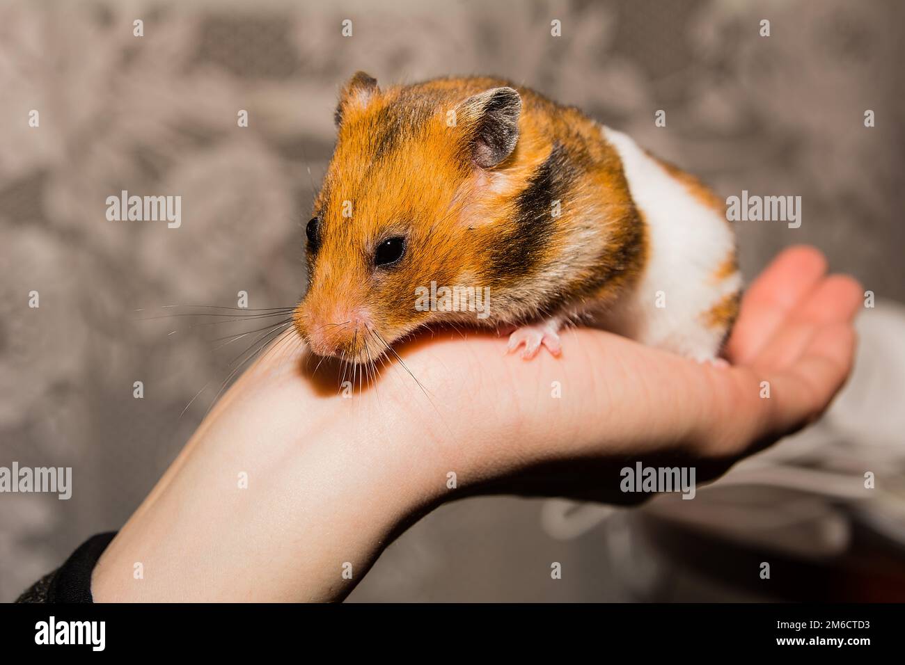 Petit hamster Banque de photographies et d’images à haute résolution ...