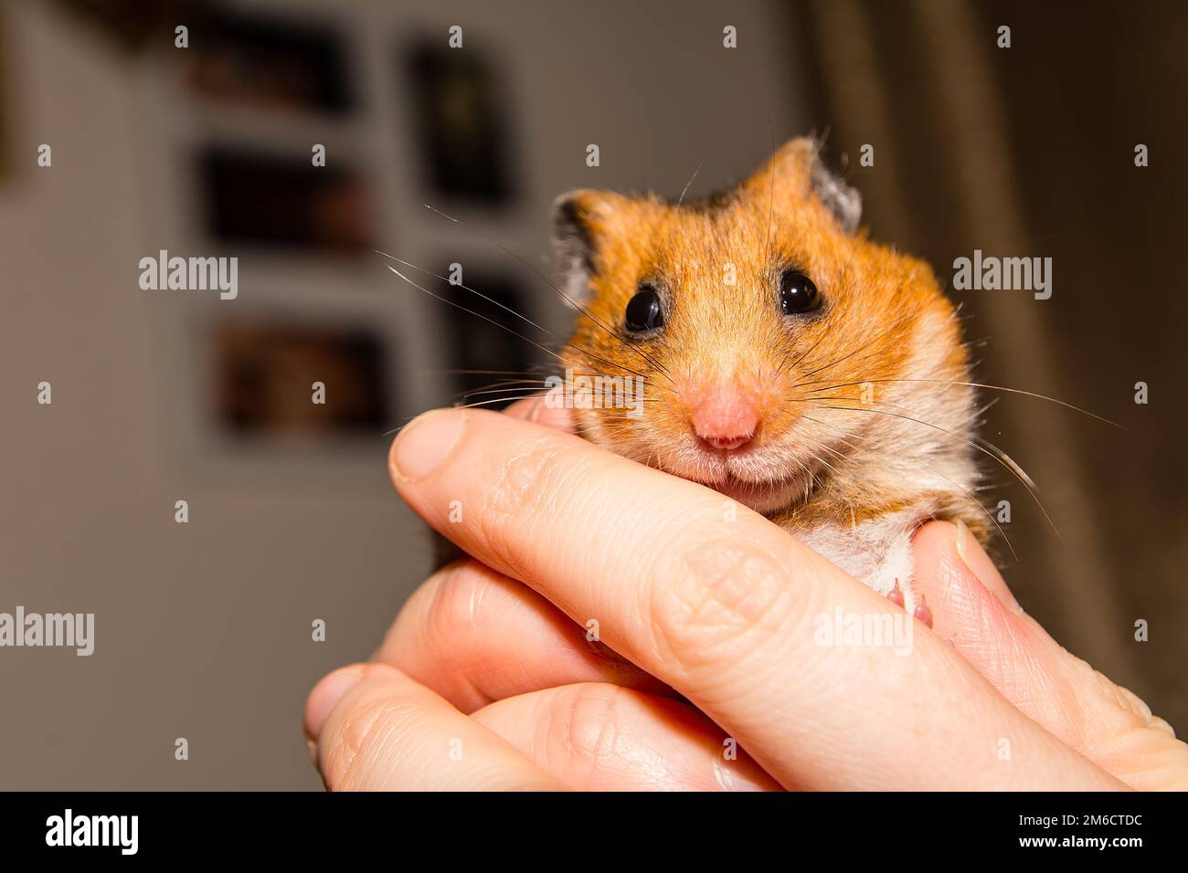 Petit hamster Banque de photographies et d’images à haute résolution ...