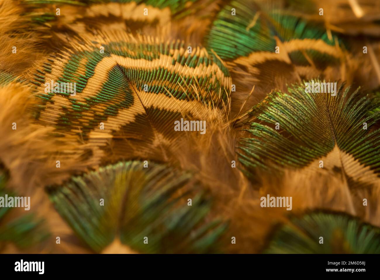 Vert plume Banque de photographies et d’images à haute résolution - Alamy