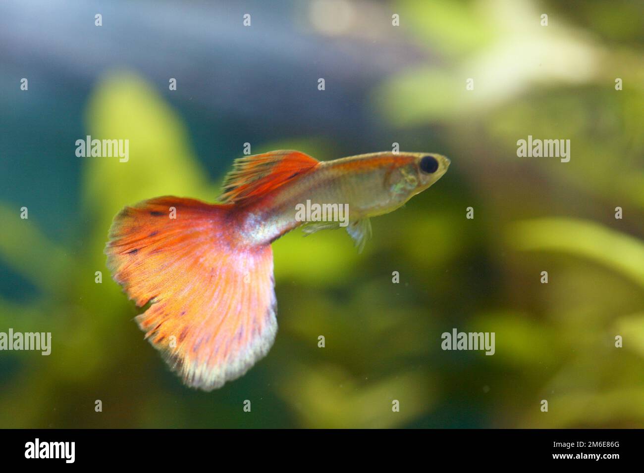 Male guppy Banque de photographies et d’images à haute résolution - Alamy