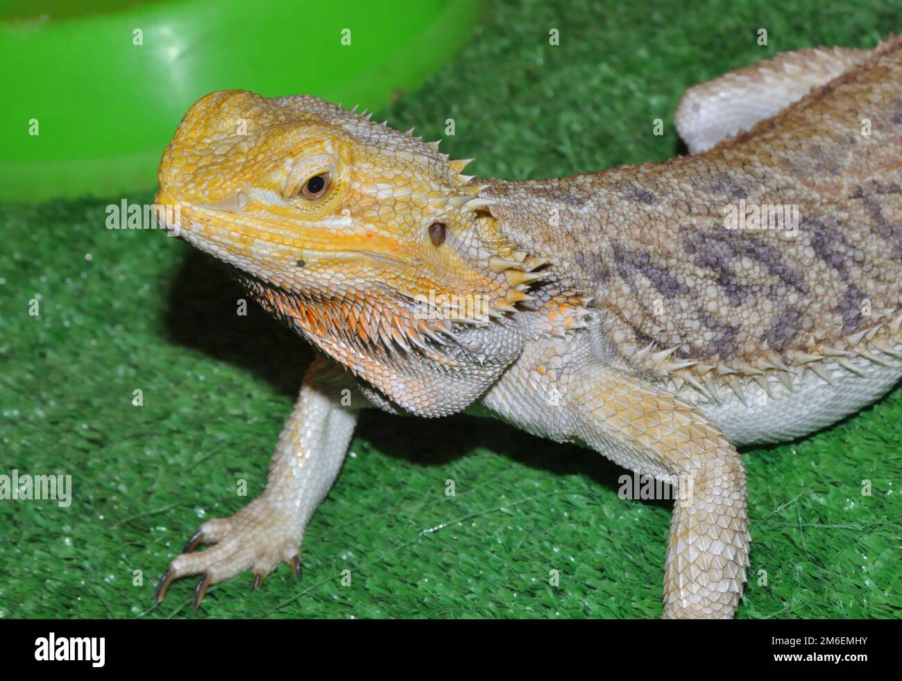 Agama barbu (latin. Pogona vitticeps), ou lézard barbu - une espèce de ...