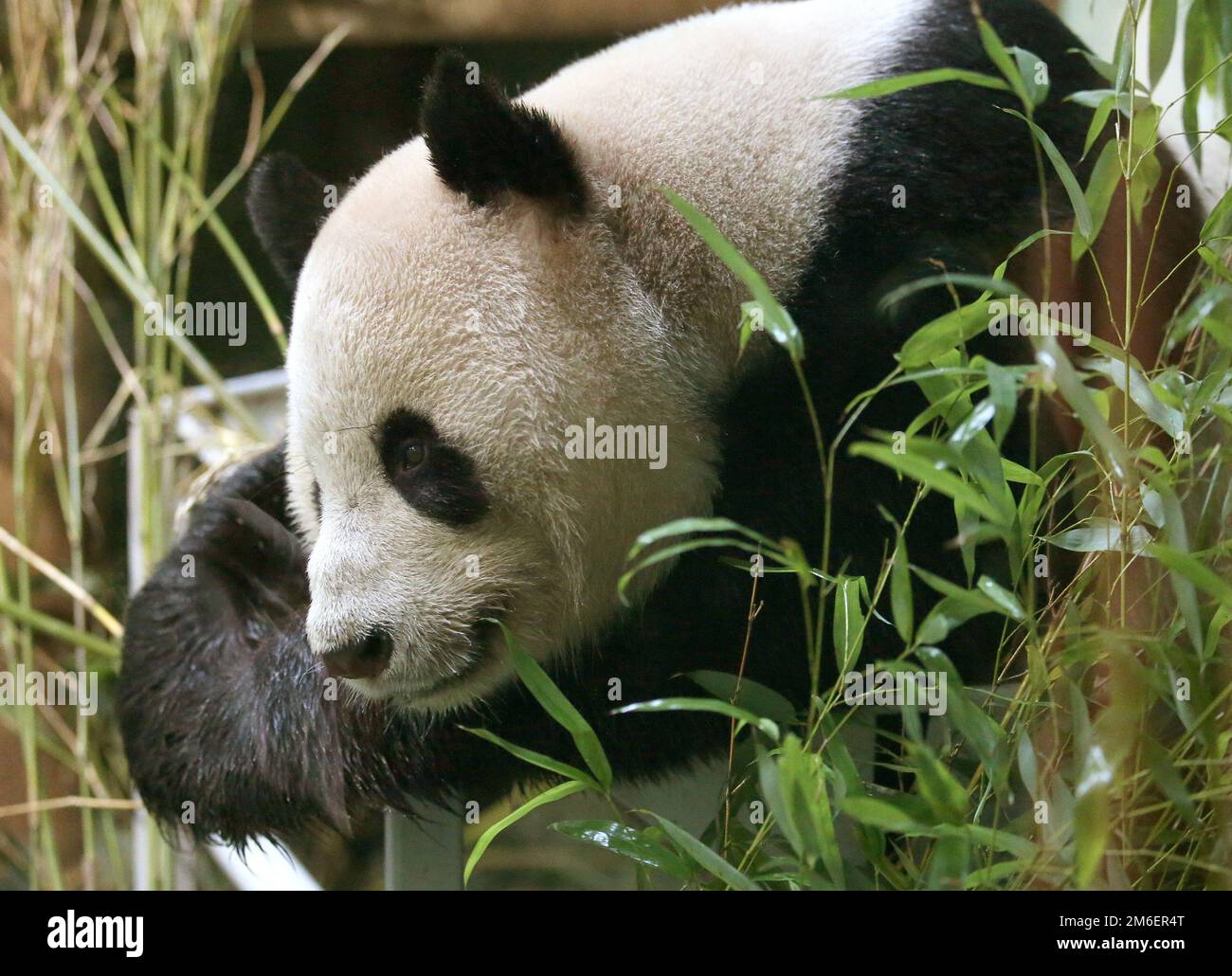 Photo du dossier datée du 04/04/14 du panda Yang Guang mâle dans son ...