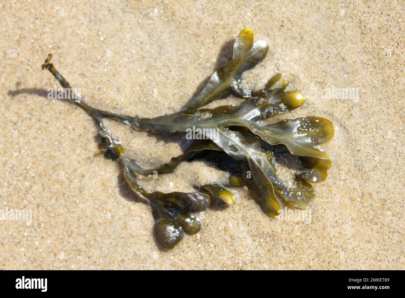 Bladder fucus Banque de photographies et d’images à haute résolution ...