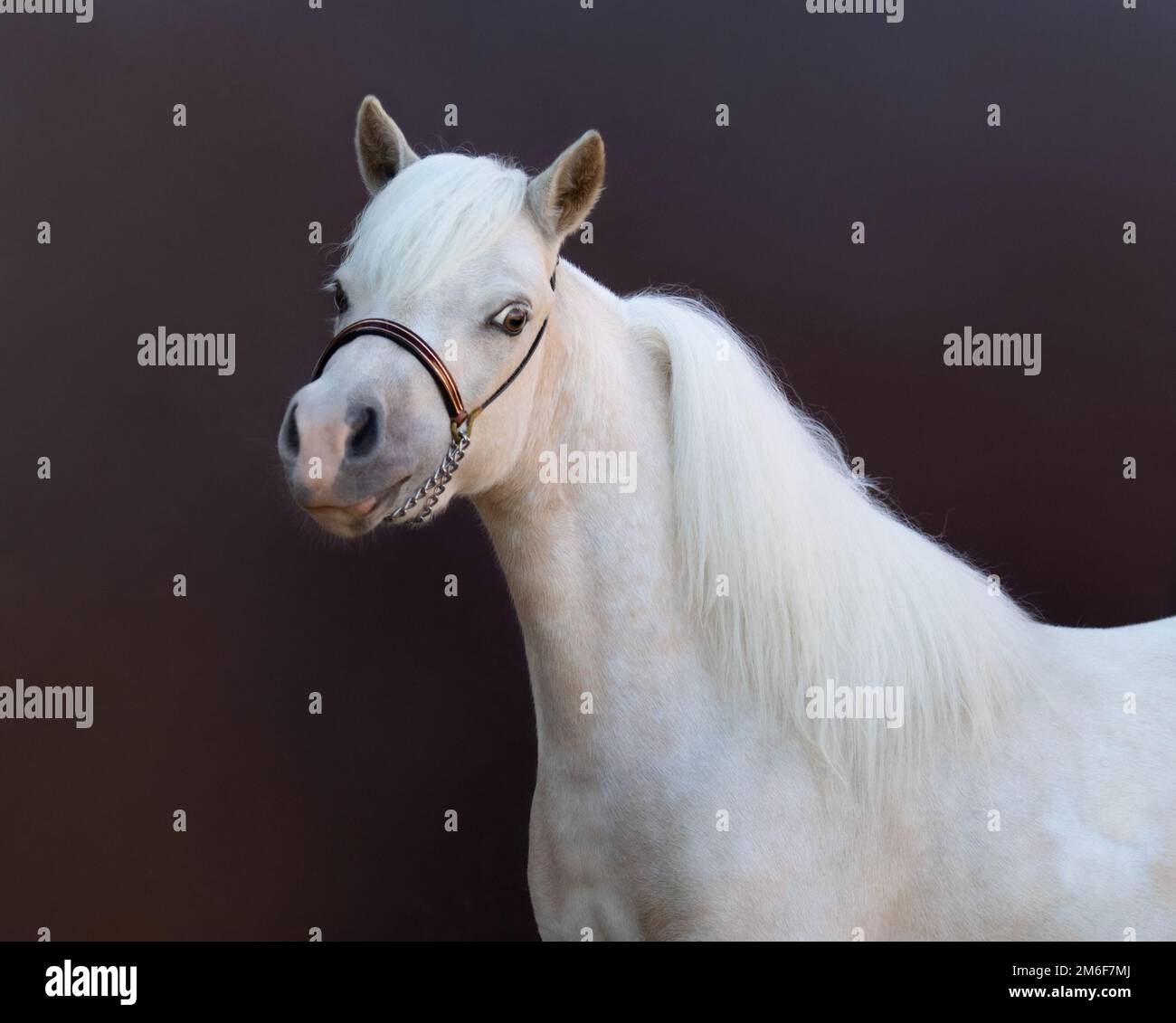 Cheval miniature Banque de photographies et d’images à haute résolution ...